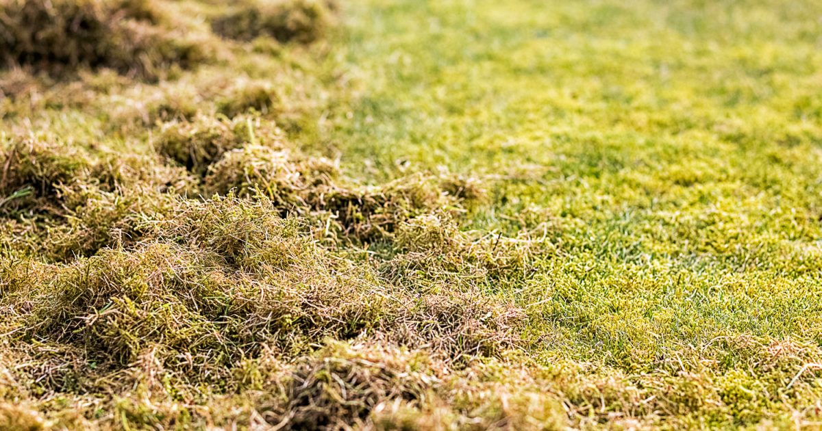 SPCB How Does Moss Spread Reproduce SPCB How Does Moss Spread Reproduce